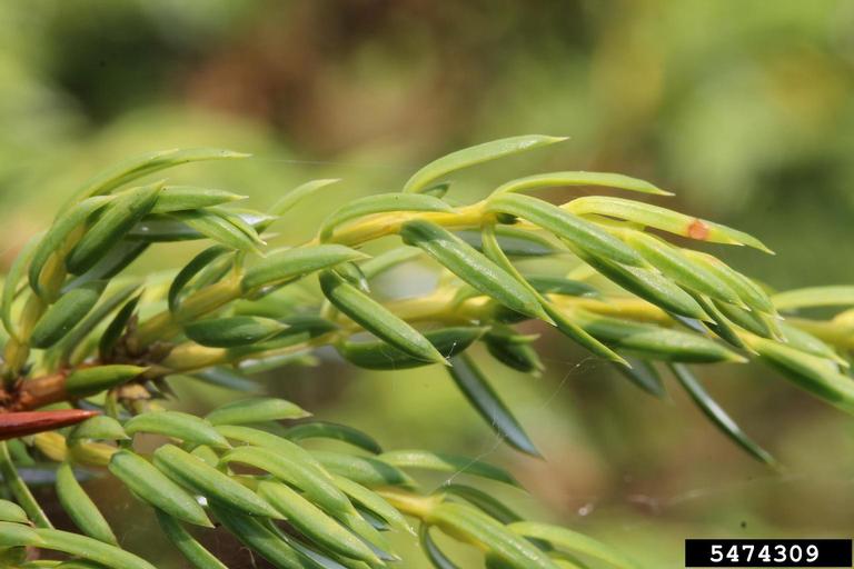 common juniper (Juniperus communis L.)