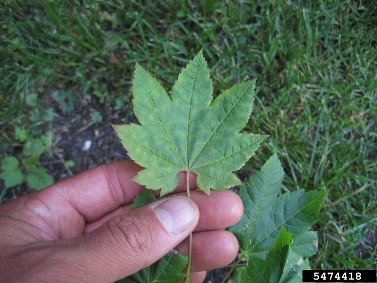 vine maple (Acer circinatum)