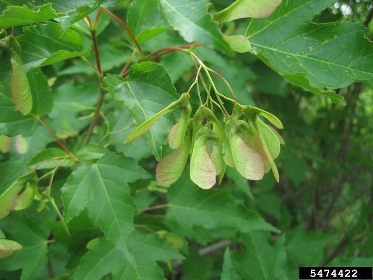 Amur maple (Acer ginnala Maxim.)