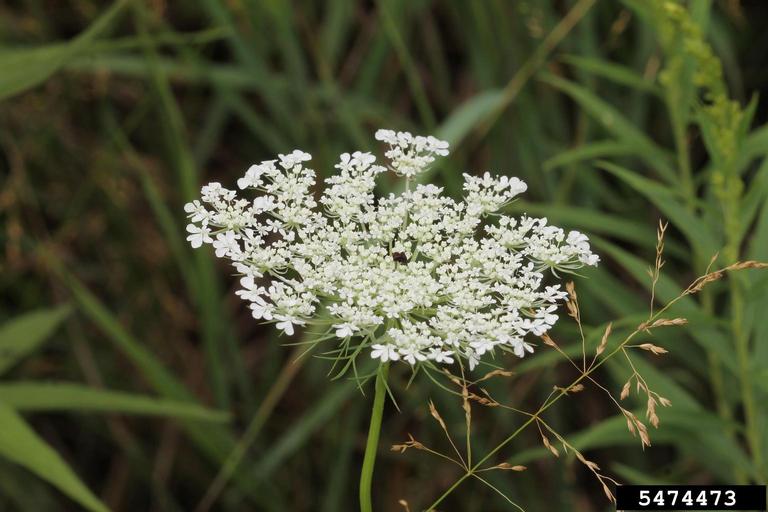 Queen Anne's lace, wild carrot (Daucus carota L.)