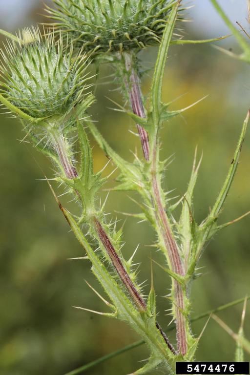 bull thistle (Cirsium vulgare (Savi) Ten.)