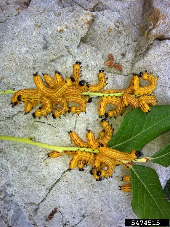 Notodontid moth (Genus Datana)