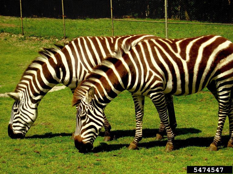 zebra (Equus quagga Boddaert, 1785)