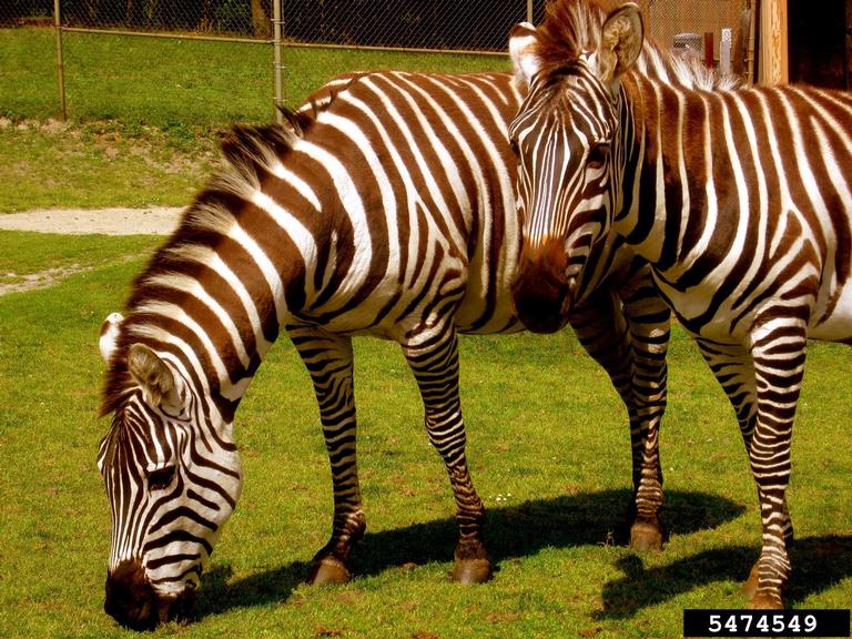 zebra (Equus quagga)