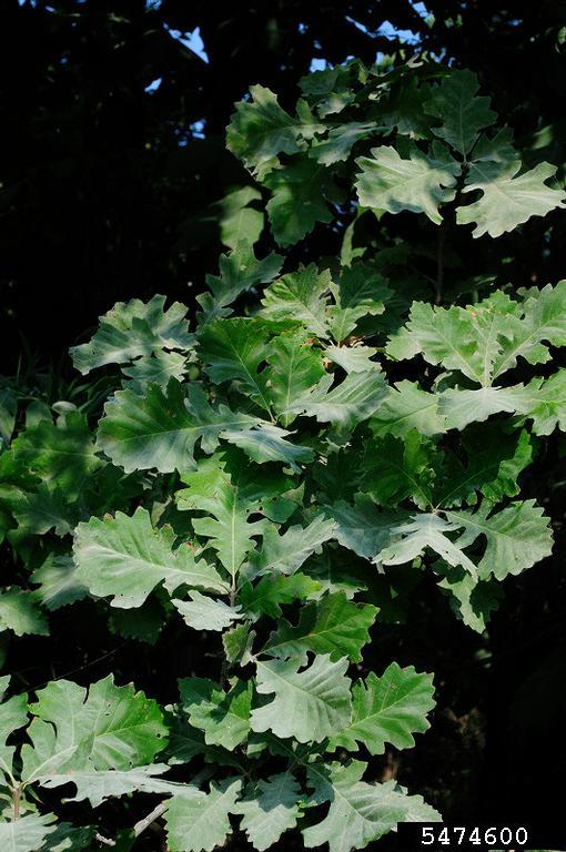 bur oak (Quercus macrocarpa Michx.)