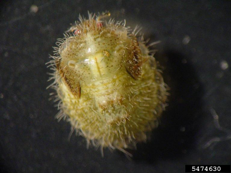 kudzu bug (Megacopta cribraria (Fabricius))