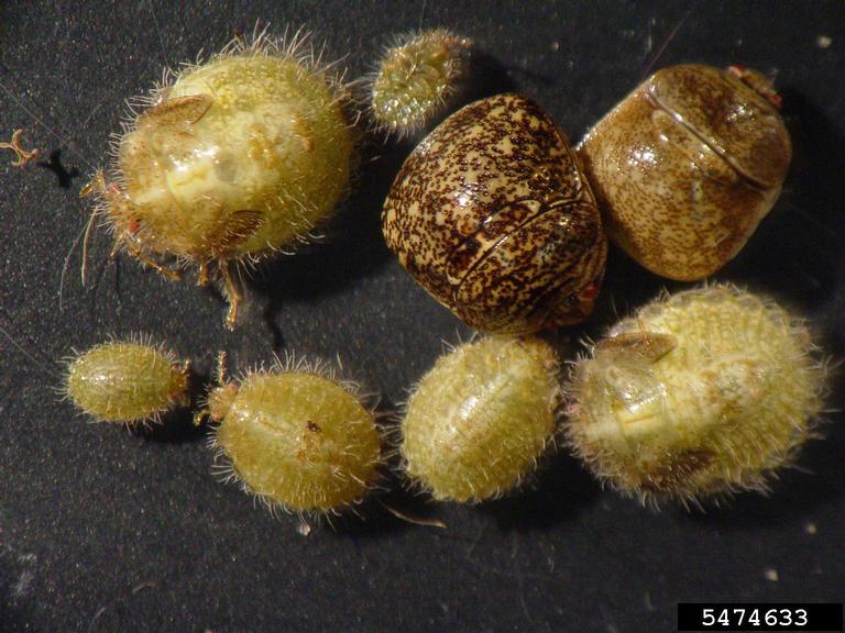 kudzu bug (Megacopta cribraria), Megacopta cribraria (Hemiptera ...