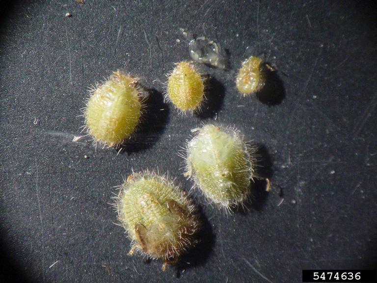 kudzu bug (Megacopta cribraria (Fabricius))