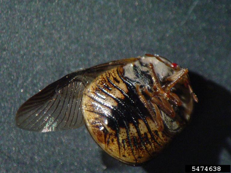 kudzu bug (Megacopta cribraria (Fabricius))