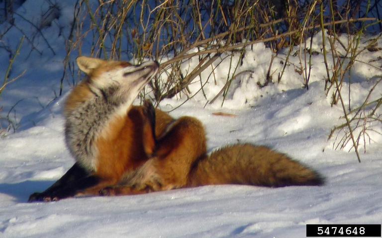 red fox (Vulpes vulpes)