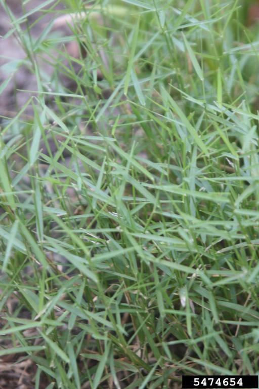 nimblewill (Muhlenbergia schreberi J.F. Gmel.)