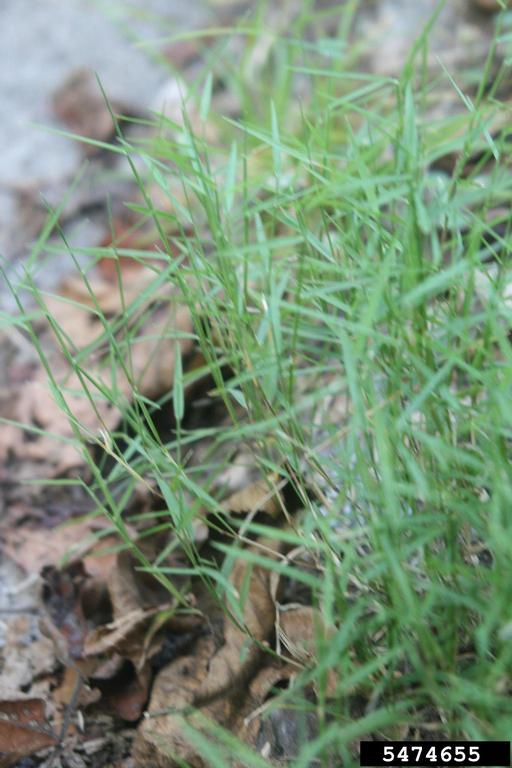 nimblewill (Muhlenbergia schreberi J.F. Gmel.)