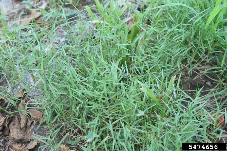 nimblewill (Muhlenbergia schreberi)