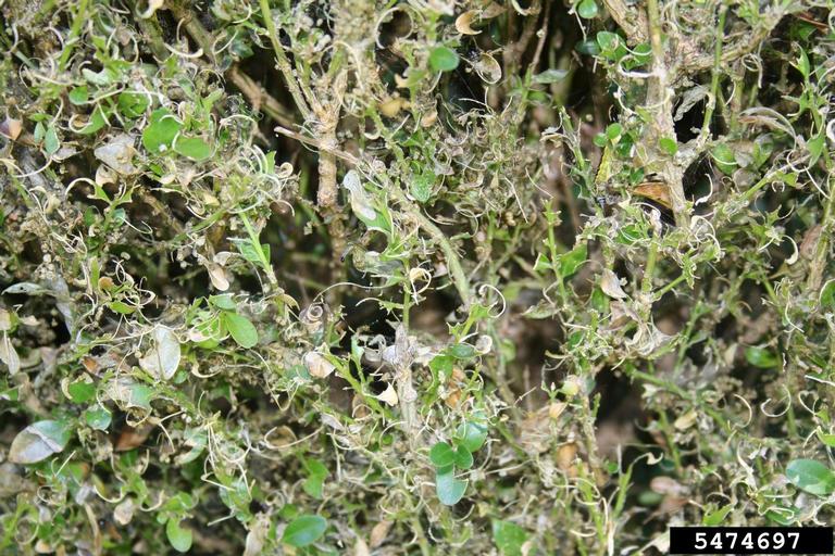 box tree moth (Cydalima perspectalis (Walker, 1859))