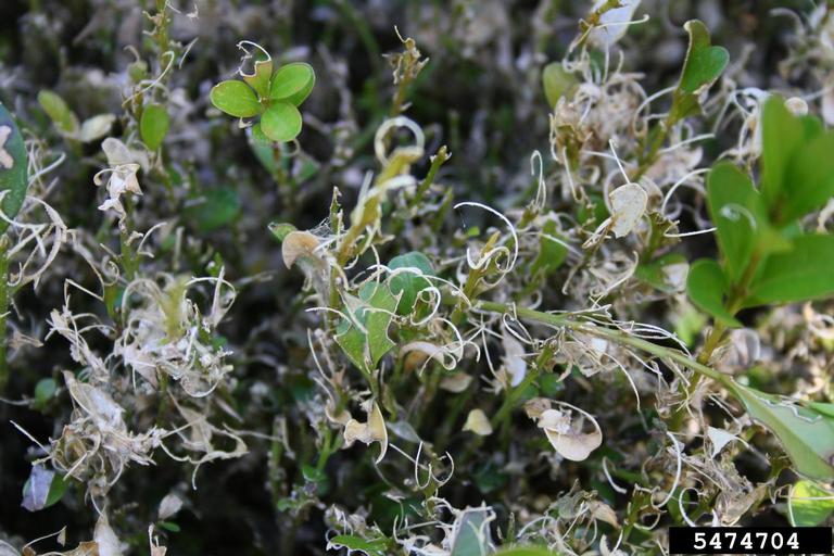 box tree moth (Cydalima perspectalis ) on American boxwood (Buxus ...