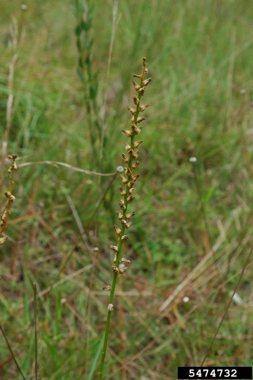 yellow colicroot (Aletris lutea Small)