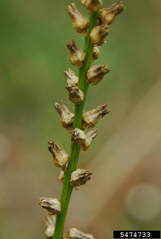 yellow colicroot (Aletris lutea)