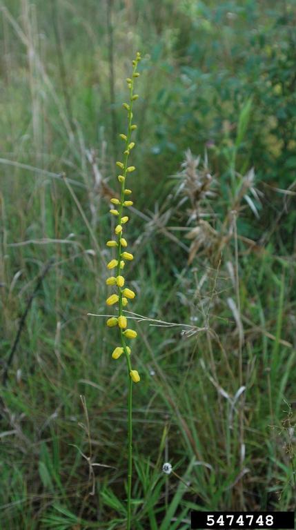 yellow colicroot (Aletris lutea)