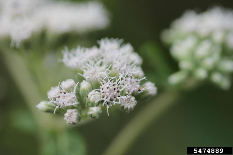 boneset, Eupatorium perfoliatum (Asterales: Asteraceae) - 5474889