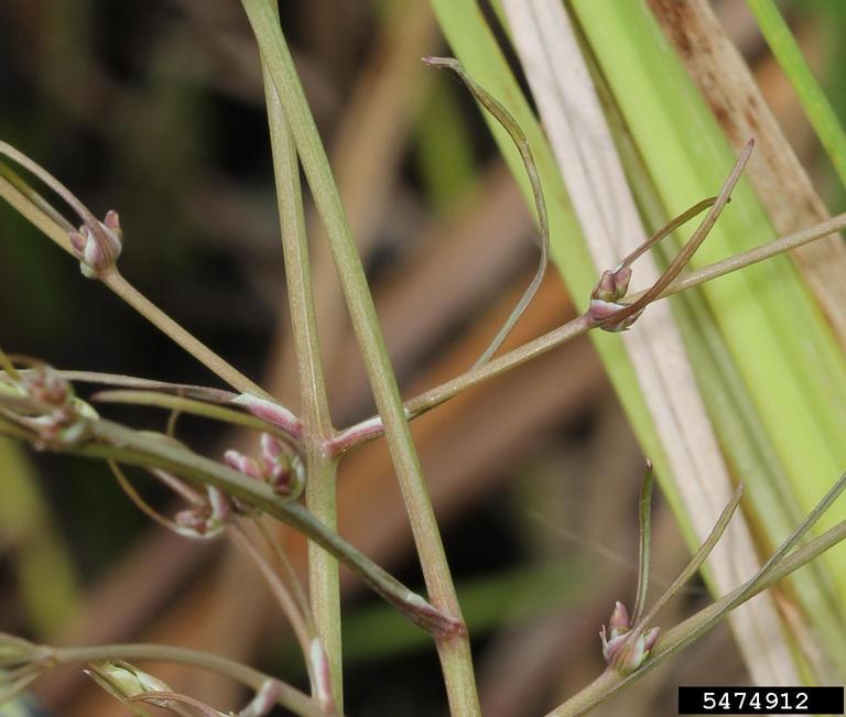 bulbous waterhemlock (Cicuta bulbifera)