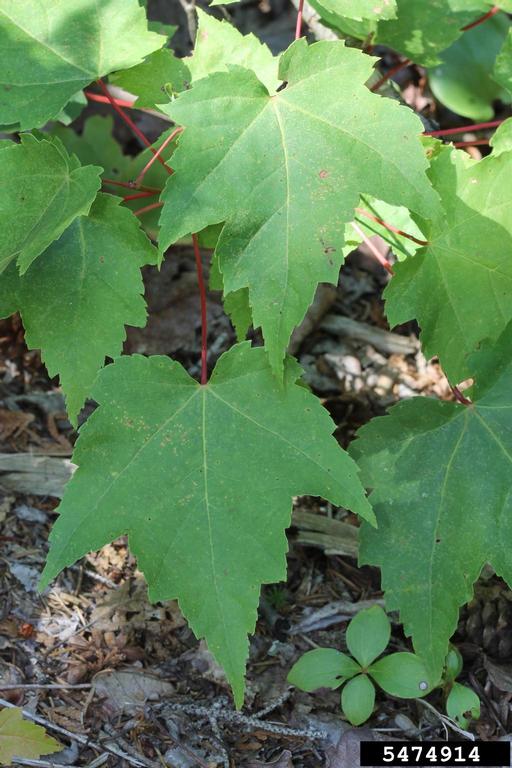red maple (Acer rubrum L.)