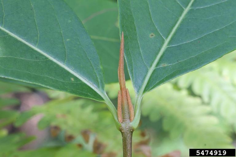 withe-rod (Viburnum nudum var. cassinoides (L.) Torr. & A. Gray)