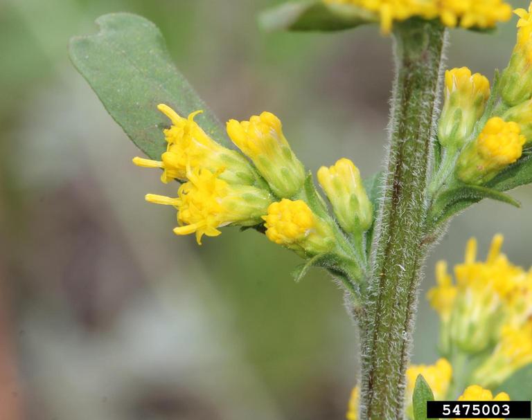 Solidago Hispida