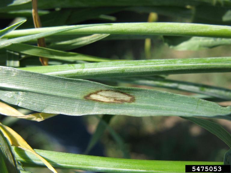 barley scald (Rhynchosporium secalis)