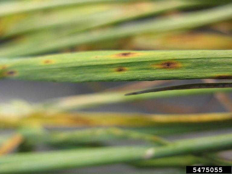 Septoria leaf spot and cankers (Genus Septoria)
