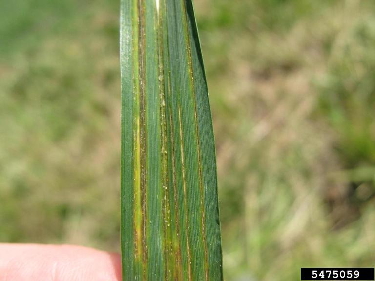 bacterial streak, black rot, and blight (Xanthomonas campestris (Pammel ...