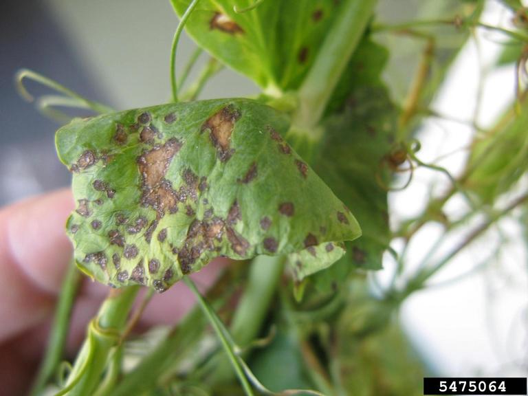 bacterial blight (Pseudomonas syringae pv. pisi)