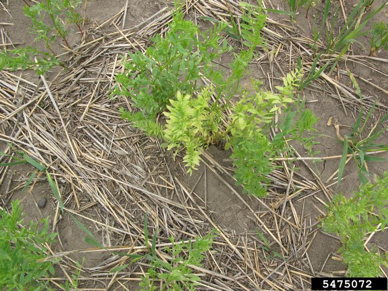 root rot (Phellinus hartigii)