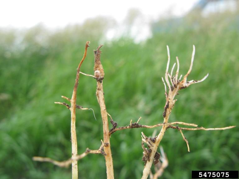 root rot (Phellinus hartigii (Allesch. & Schnabl) Pat.)