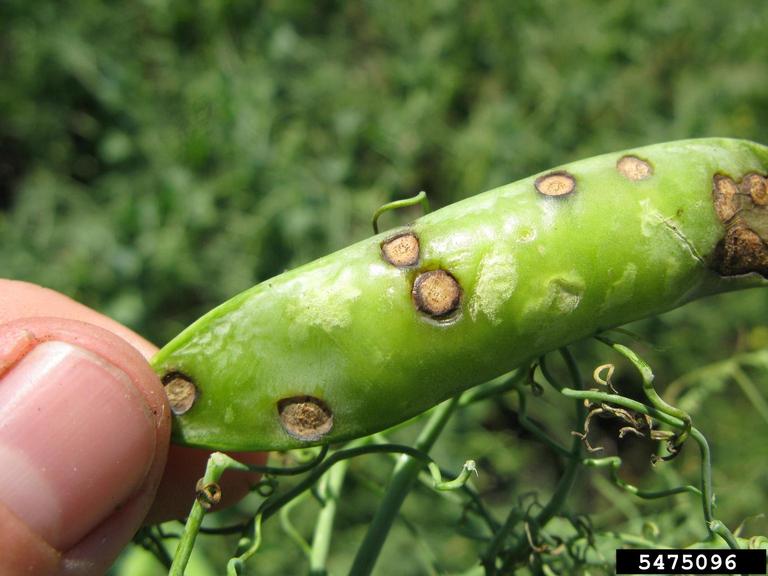 Septoria leaf spot (Septoria pisi)