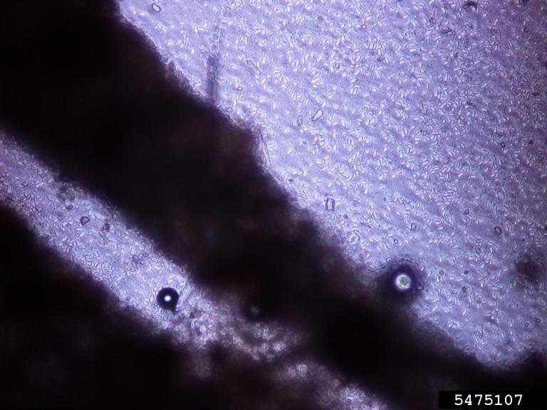 Ascochyta blight of chickpea (Ascochyta rabiei (Pass.) Labrousse 1931)