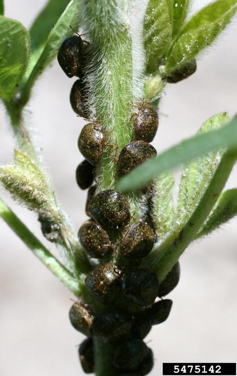 kudzu bug (Megacopta cribraria)