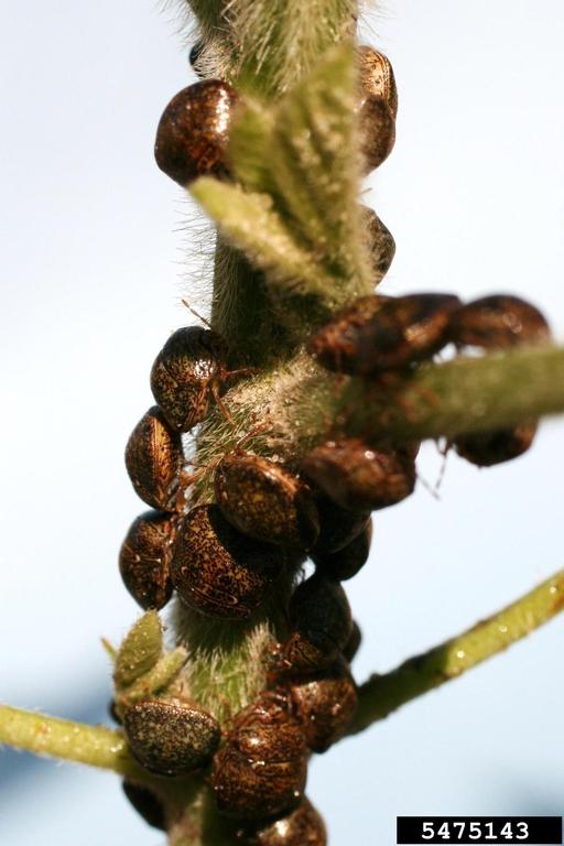 kudzu bug (Megacopta cribraria (Fabricius))