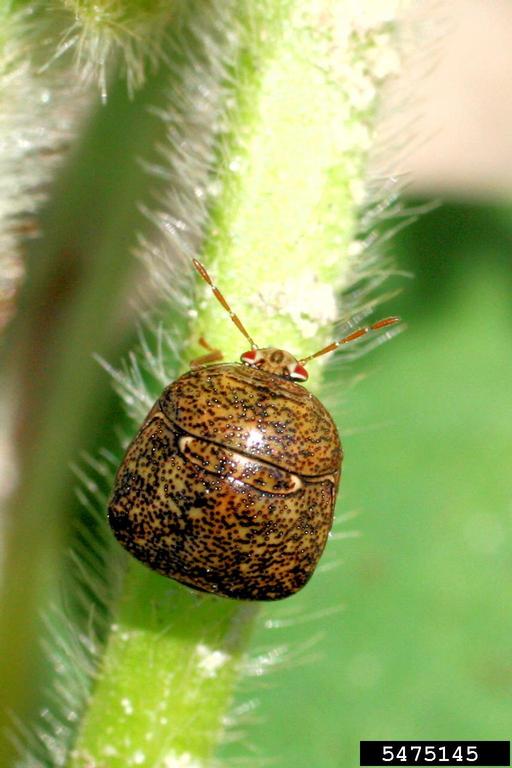 kudzu bug (Megacopta cribraria (Fabricius))