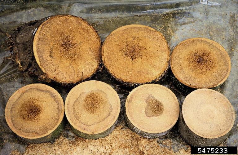 Ganoderma butt rot of palm (Ganoderma zonatum Murrill)