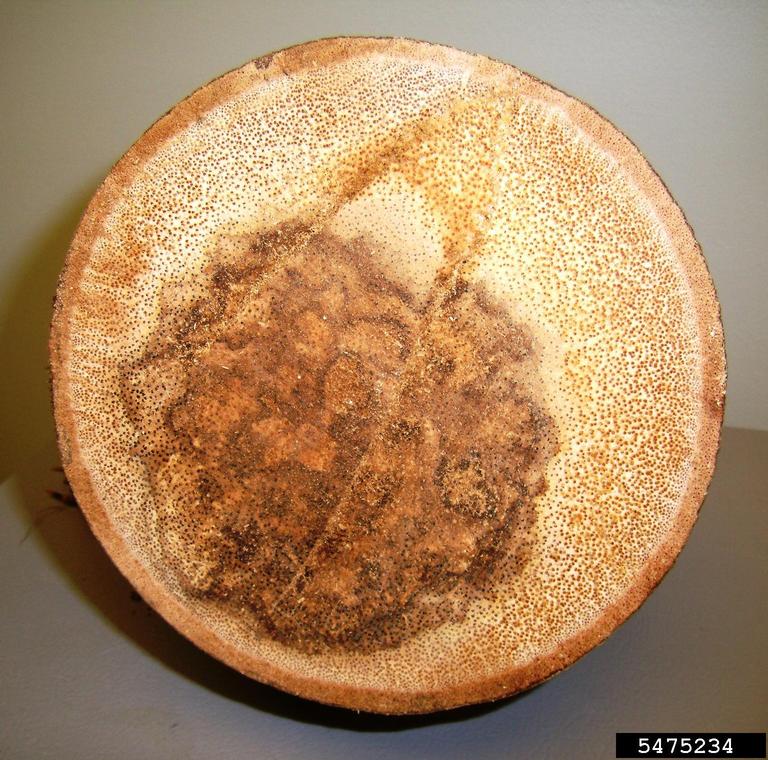 Ganoderma butt rot of palm (Ganoderma zonatum)