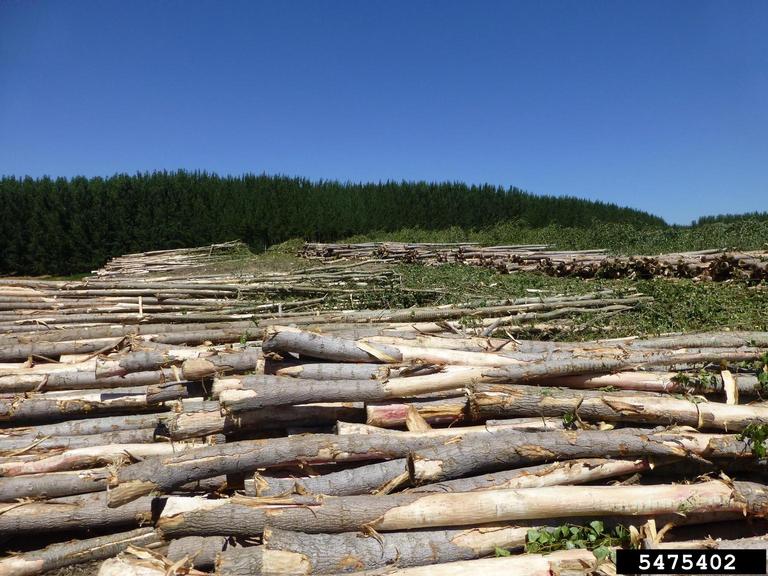 aspen/poplar (Genus Populus L.)