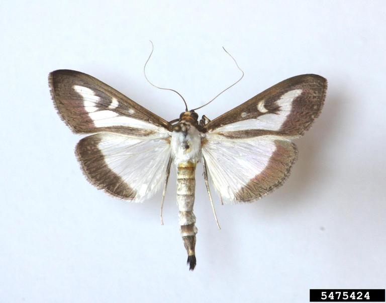 box tree moth (Cydalima perspectalis)