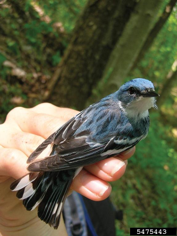 cerulean warbler (Setophaga cerulea (Wilson,A, 1810))