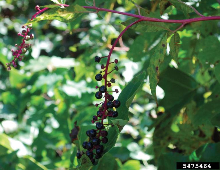 common pokeweed (Phytolacca americana L.)