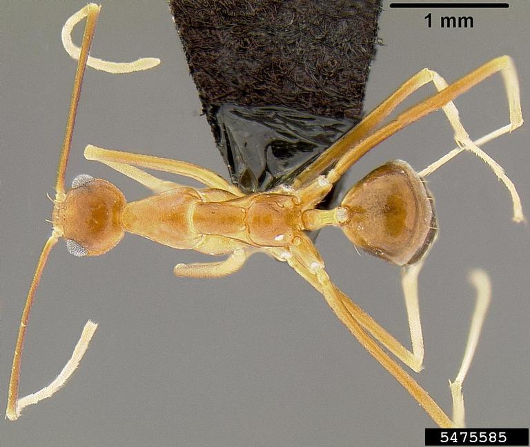 longlegged ant (Anoplolepis gracilipes (Smith))