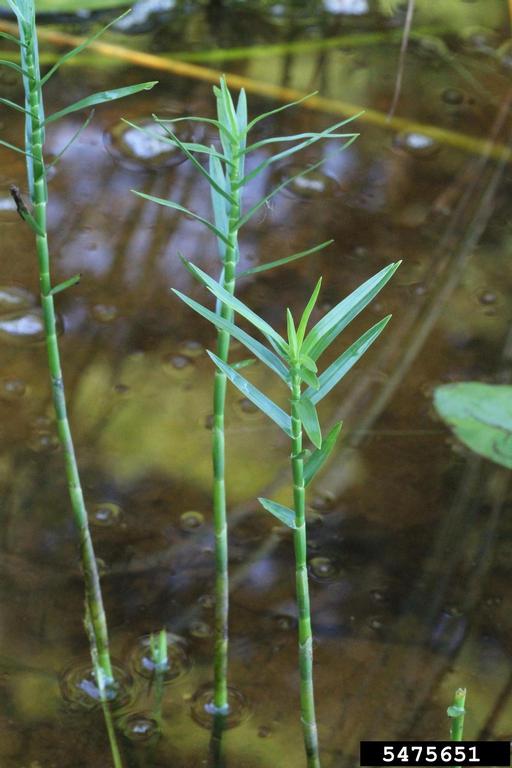 threeway sedge (Dulichium arundinaceum)
