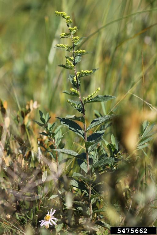 rough goldenrod (Solidago rugosa)
