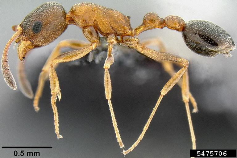 tramp ants (Cardiocondyla kagutsuchi Terayama)