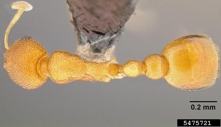 tramp ants (Cardiocondyla wroughtonii Forel)