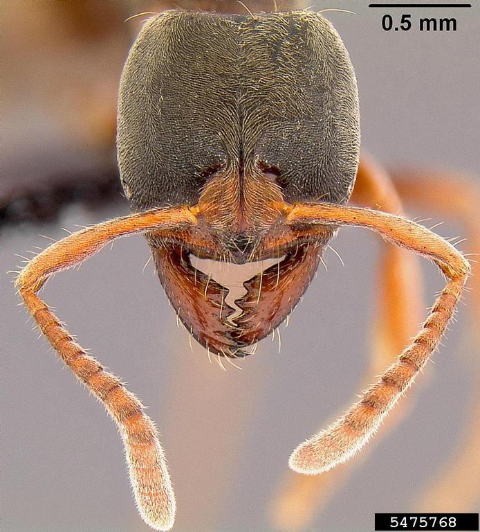 ant (Pachycondyla stigma (Fabricius, 1804))